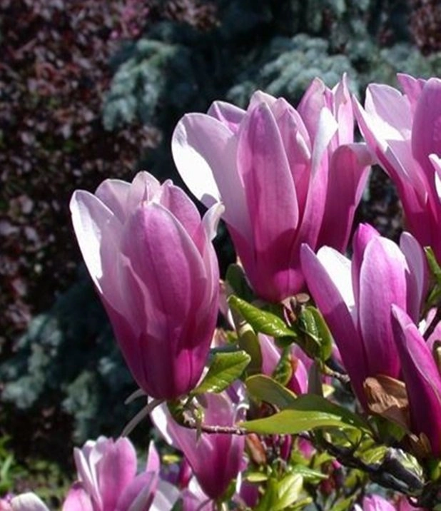 Prodaja sadnica – Magnolija