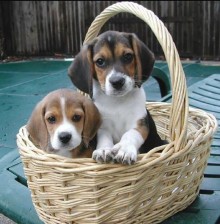7 prekrasnih štenaca beagle registriranih za kc.