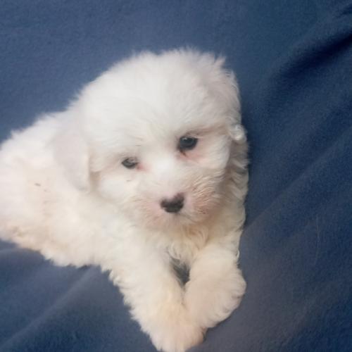 Tulearski pas (coton de tulear) štenci