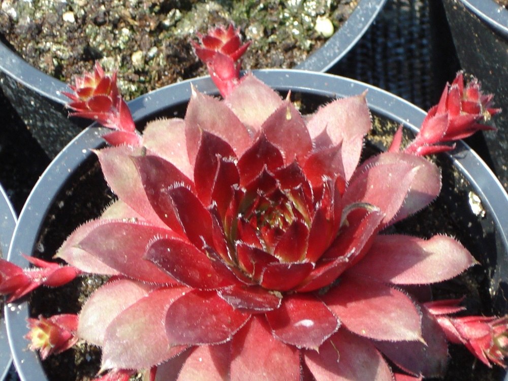 Sempervivum-Čuvarkuća 001