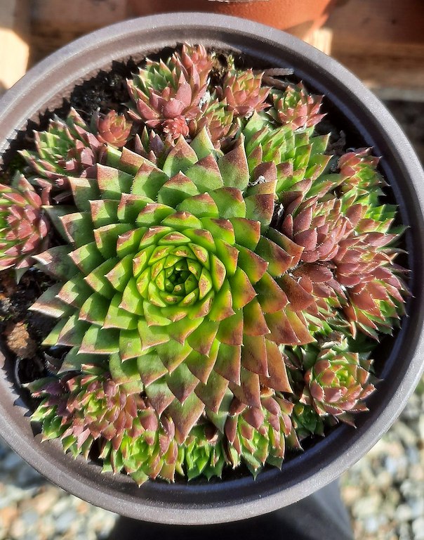 Sempervivum-Čuvarkuća 004