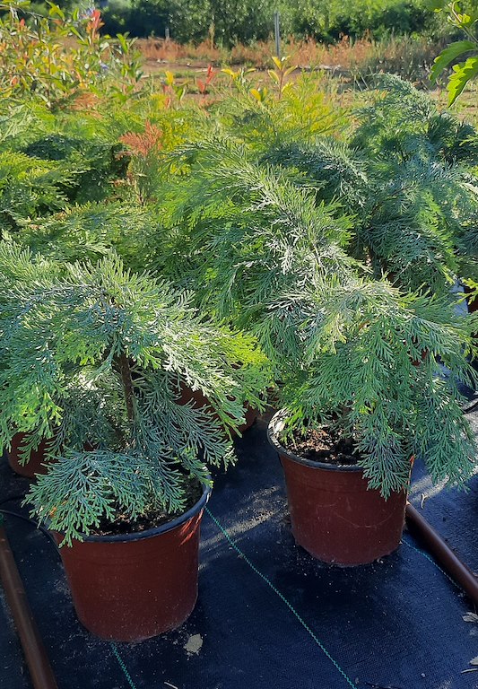 Chamaecyparis lawsoniana ‘Globus’