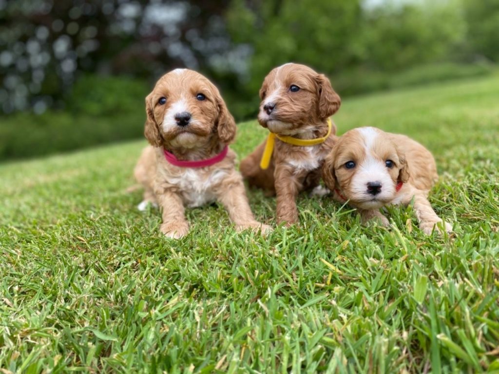 Prekrasni psići Cavapoo