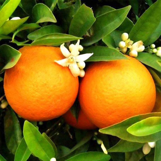 Pomarandža Washington