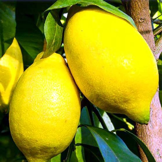 Limun Mesecar