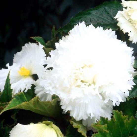 Begonia fimbriata white 1/1