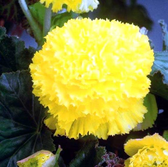 Begonia fimbriata yellow 1/1