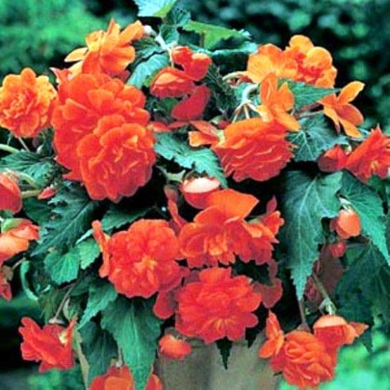 Begonia cascade orange 1/1
