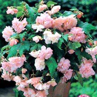Begonia cascade pink 1/1