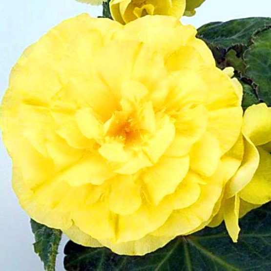 Begonia non stop yellow 1/1