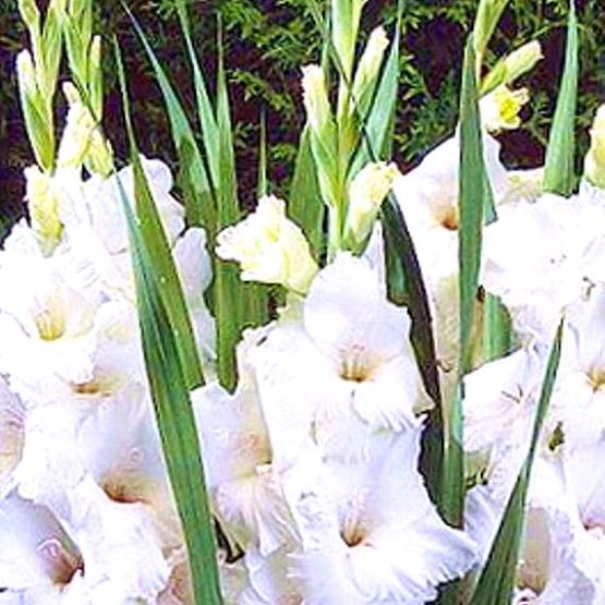 Gladiolus White 1/1