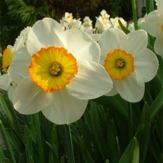 Narcissus Large Flowering Flower Record 5/1