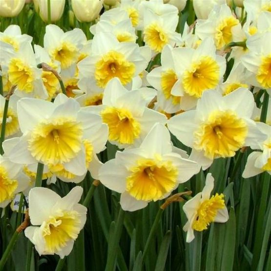 Narcissus Large Flowering Ice Follies 5/1