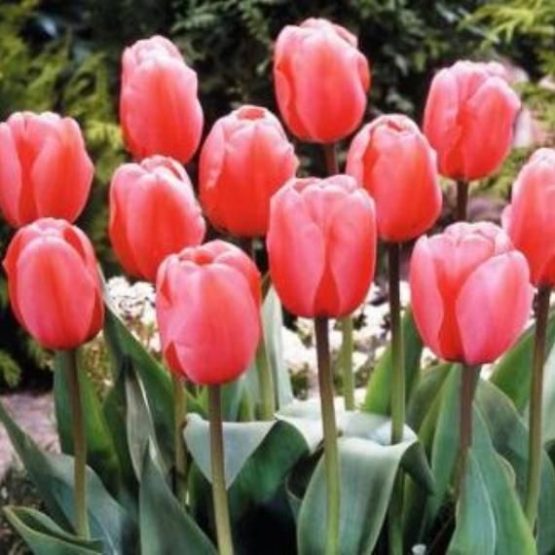 Tulipa Darvin Hybride Pink Impression 8/1