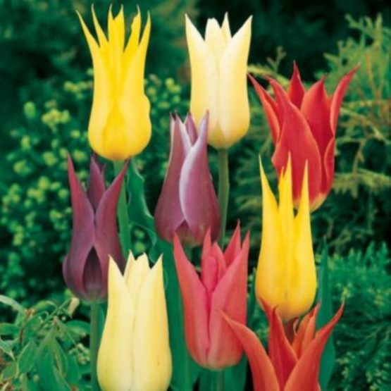 Tulipa Lily Flowering Tulipa Mix 7/1