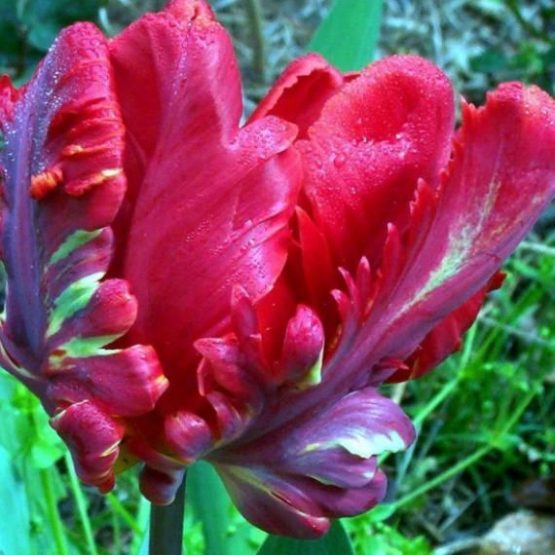 Tulipa Parrot Rococo 7/1