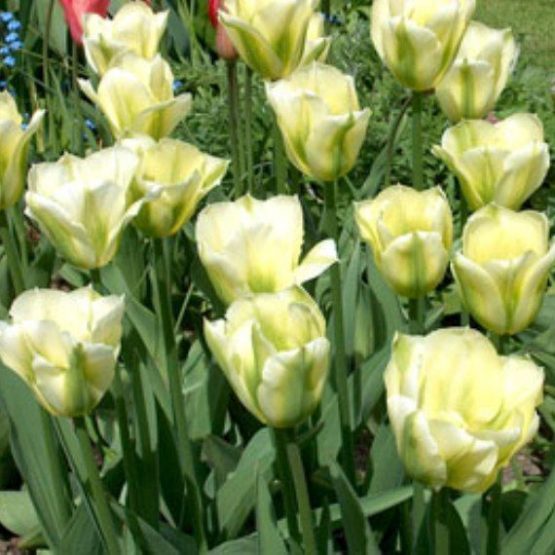 Tulipa Viridiflora Spring Green 7/1