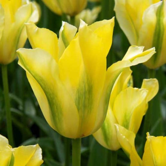 Tulipa Viridiflora Yellow Springgreen 7/1