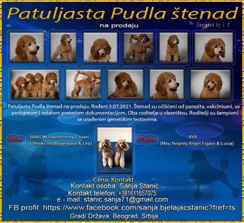 Patuljasta Pudla