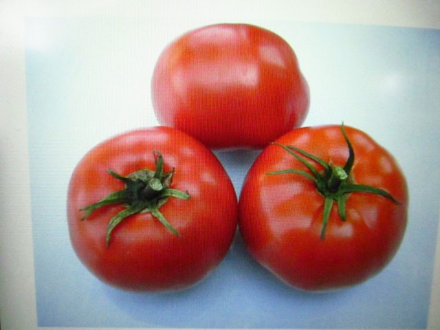 Dunavski rubin paradajz, seme 20 komada