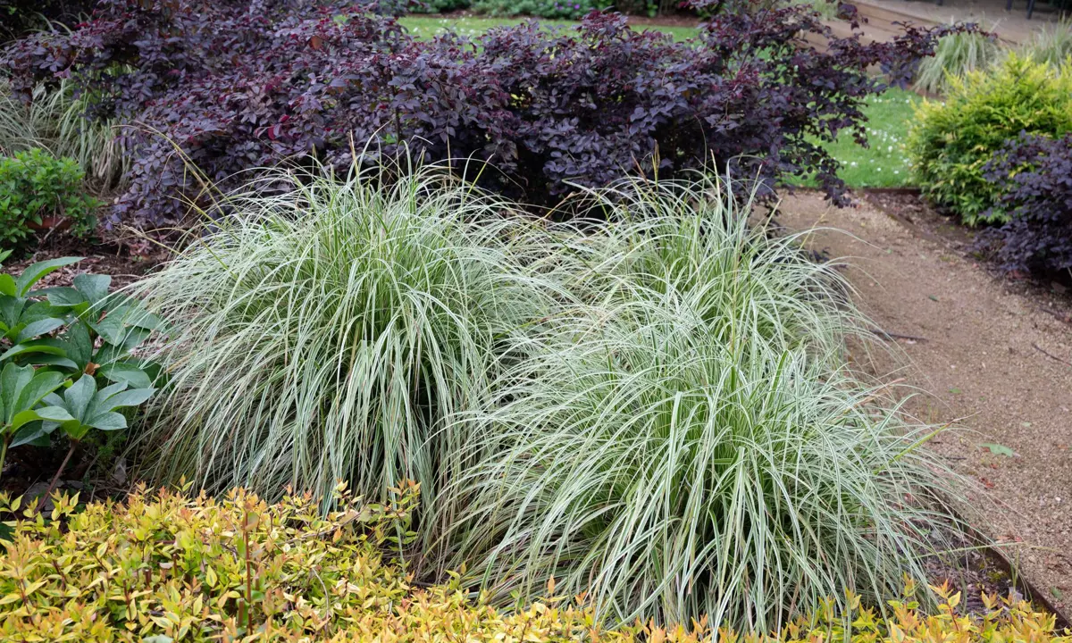 Carex oshimensis ‘Feather Falls“ 1,5l