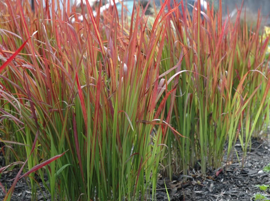 Imperata cylindrica ‘Red Baron’