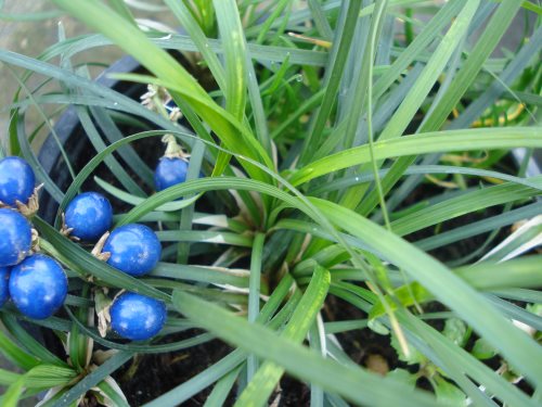 Ophiopogon japonicus ‘Minor’ 1,5l