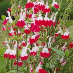 Salvia microphylla Hot Lips - ukrasna zalfija