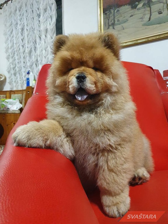 CHOW CHOW musko stene od 2 meseca