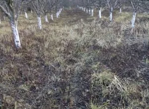 Prodaja Građevinsko zemljište - Palilula, Višnjica