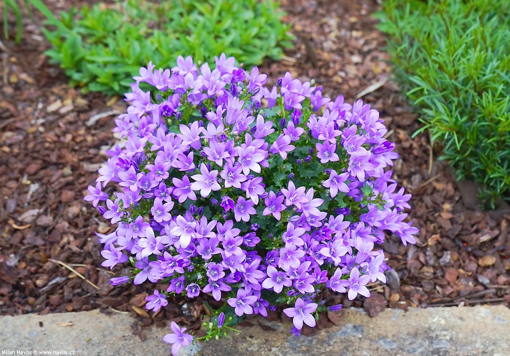 Campanula portenschlagiana 1,5l