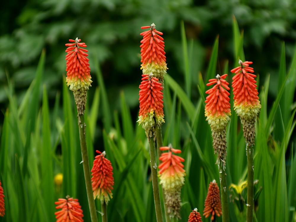 Kniphofia Uvaria 1,5l