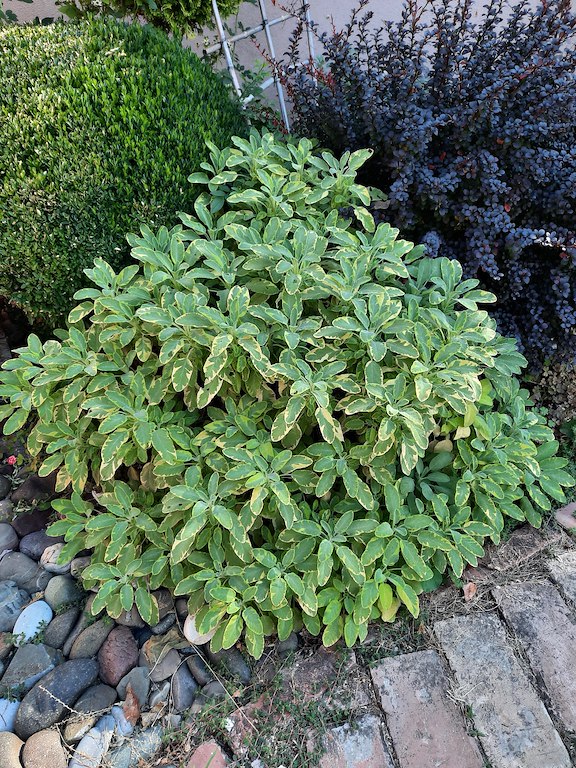 Salvia officinalis ‘Icterina’-Žalfija