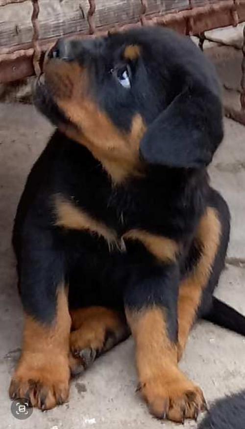 Rottweiler, štenci