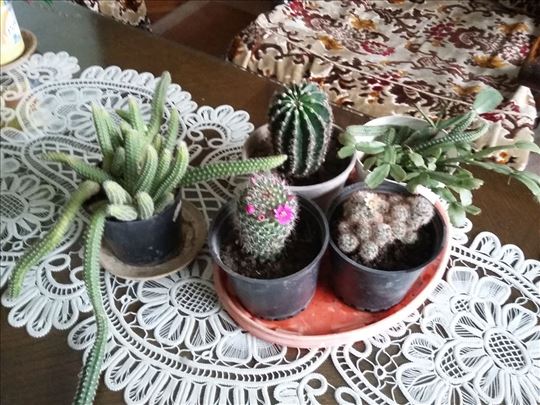 Razno cvece i kaktusi