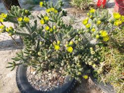 cylindropuntia whipplei Fredonia