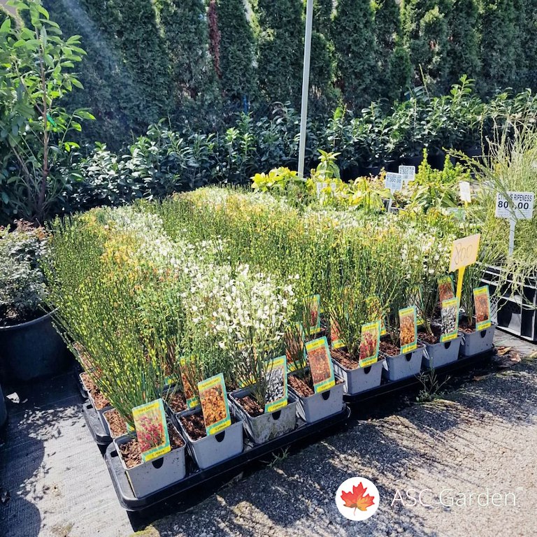 Cytisus praecox 40-45 cm