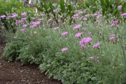 Centaurea Bella