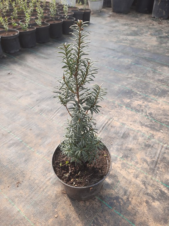 Taxus baccata Tisa 30-50 cm fi15