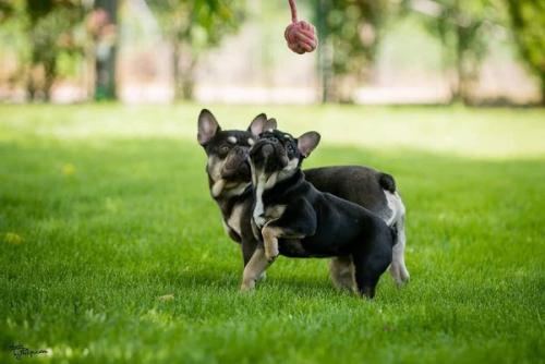 Francuski buldog, muško štene