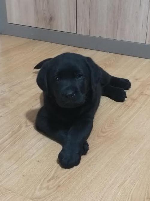 Štenci LABRADOR retrivera