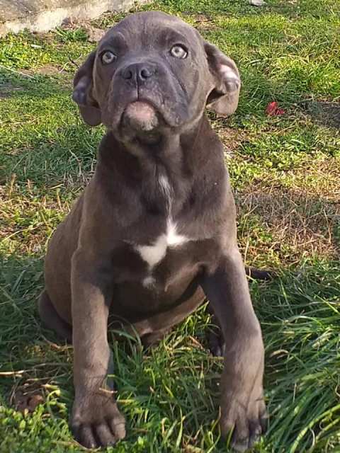 Cane Corso, štenci