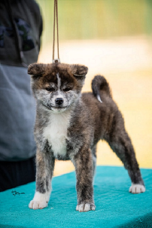 Japanska akita, dva muzjaka vrhunskog kvaliteta