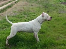 Mužjak dogo argentino za parenje