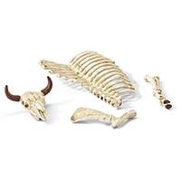 Schleich Figure - Kosti divljih životinja 42249