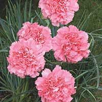 Seme za Karanfil šabo - pink - Dianthus caryophyllus 3225/1