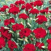 Seme za Karanfil šabo - crveni - Dianthus caryophyllus 3225/2