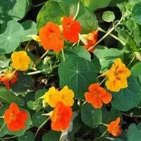 Baštensko cveće Dragoljub visoki - mešavina - Tropaeolum majus 5474