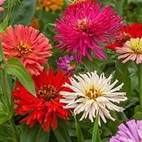 Seme za cveće Lepi čovek kaktus - mešavina - Zinnia elegans Cactus 5901