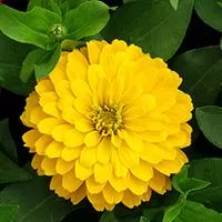 Baštensko cveće Lepi čovek - Cinija - žuti - Zinnia elegans 5972